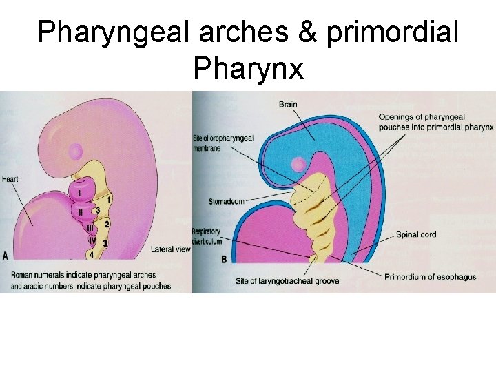 Paranasal Air Sinuses Diverticula grow from nasal cavity