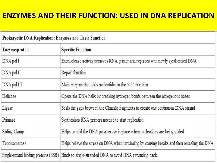 DNAREPLICATION IN PROKARYOTES Study Material for B Sc