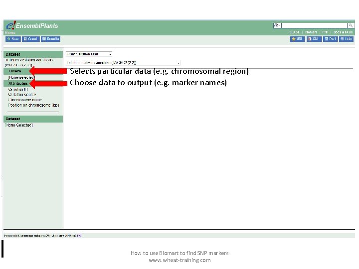 Stepbystep demo of using Bio Mart to extract