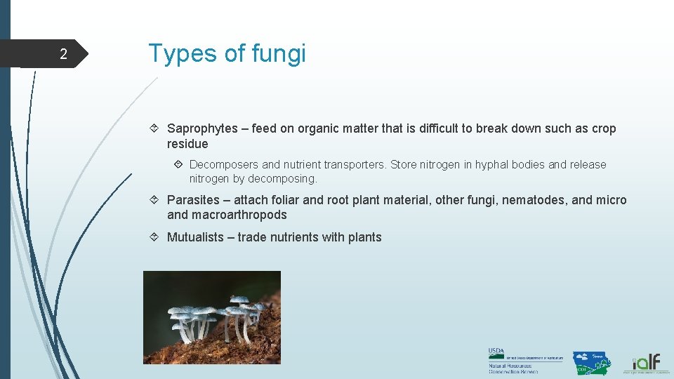 Fungi in Soil 2 Types of fungi Saprophytes