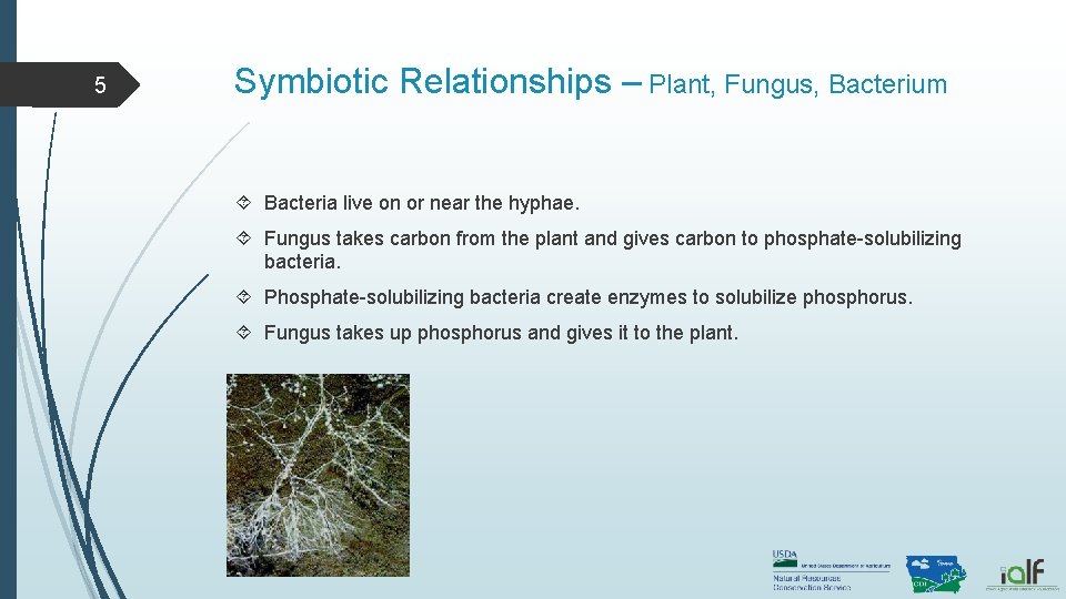 Fungi in Soil 2 Types of fungi Saprophytes