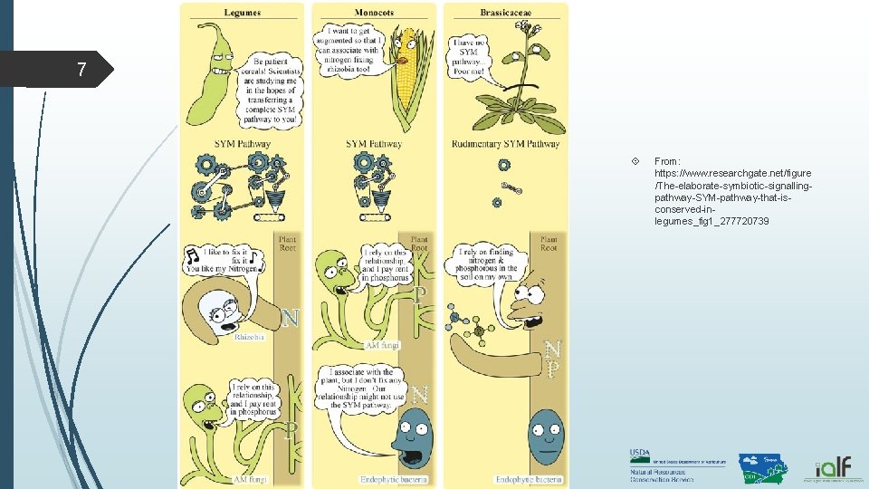 Fungi in Soil 2 Types of fungi Saprophytes