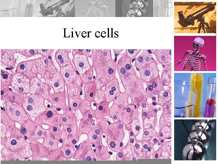 Cell Theory Biology Ms Lew Vocabulary 1 2
