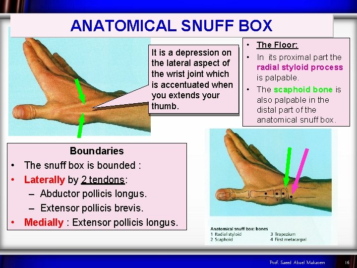INTRODUCTION TO SURFACE ANATOMY OF UPPER LOWER LIMBS