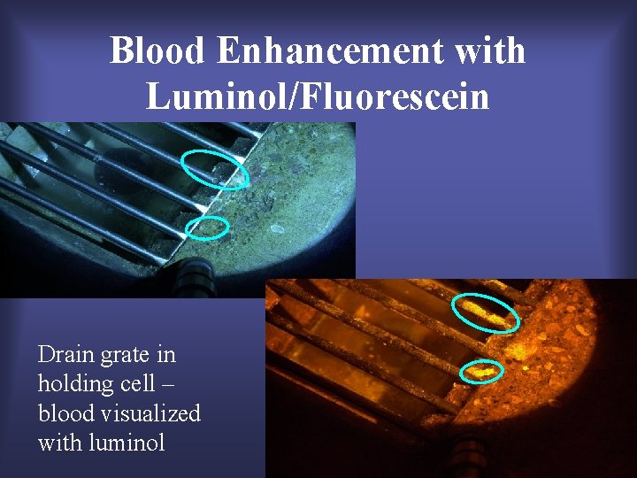 SEROLOGY SEROLOGY The science of body fluid identification