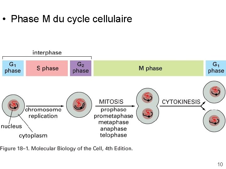 LA MCANIQUE DE LA DIVISION CELLULAIRE Cycle cellulaire