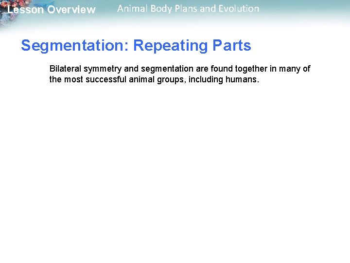 Lesson Overview Animal Body Plans and Evolution Lesson