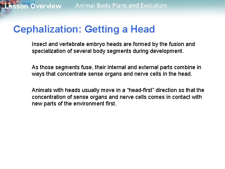 Lesson Overview Animal Body Plans and Evolution Lesson