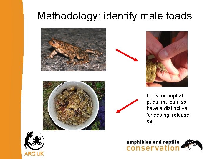 Carpe Bufo Initial results of the TOADSIZE study