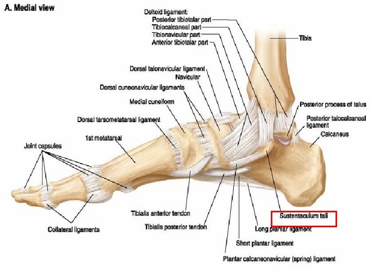 Ankle Joint Ankle Joint Tibia is the larger