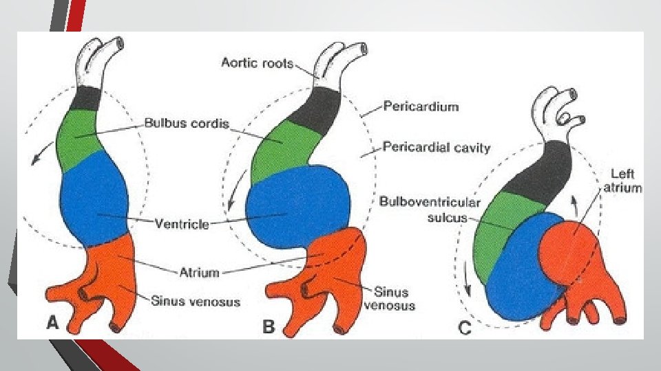 Cardiac Embryology Chris Cunningham M 1 Outline Review