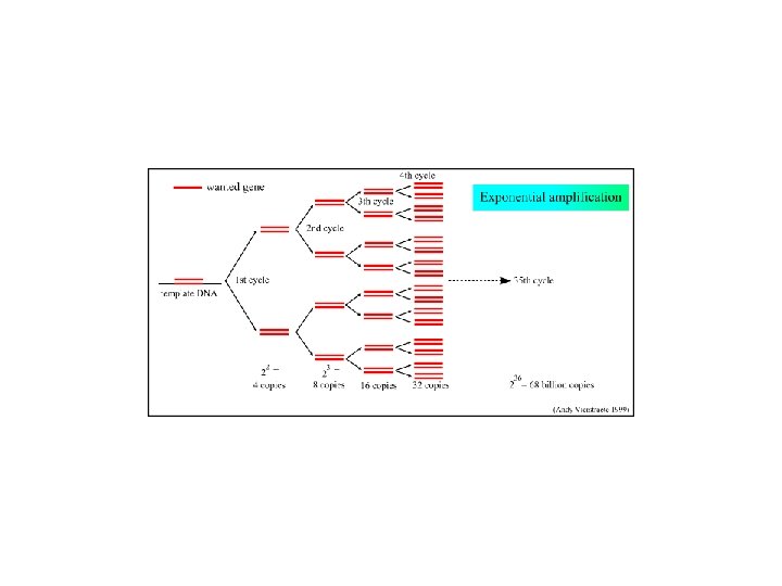 PCR The polymerase chain reaction Crick and Watson