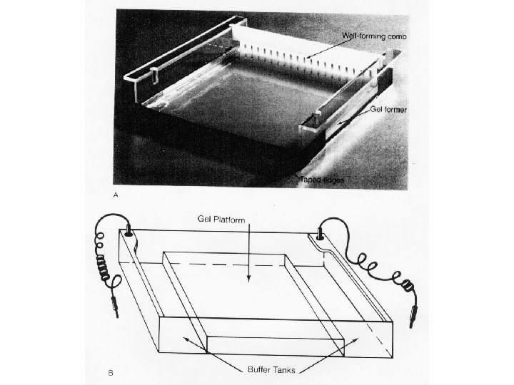 PCR The polymerase chain reaction Crick and Watson