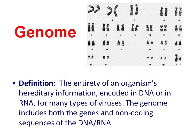 Genome Evolution Carol Eunmi Lee Evolution 410 University