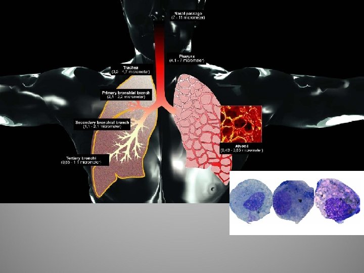 Persconferentie 21 juni 2012 Stappenplan voor overkapping Antwerpse