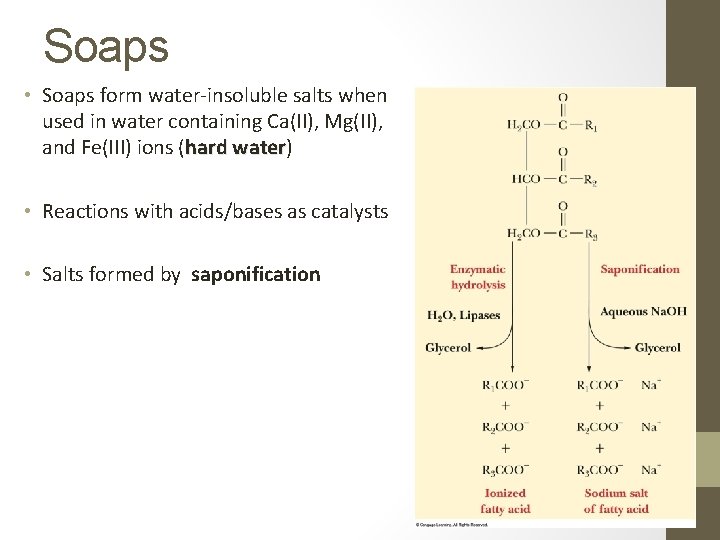 Chapter Four Lipids The Associated in Biological Membranes