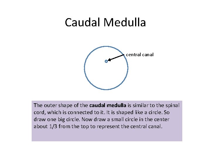 How to Draw Brainstem Sections Use the arrow