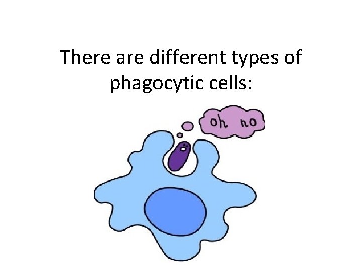 The Immune System 2 Divisions of Immunity in