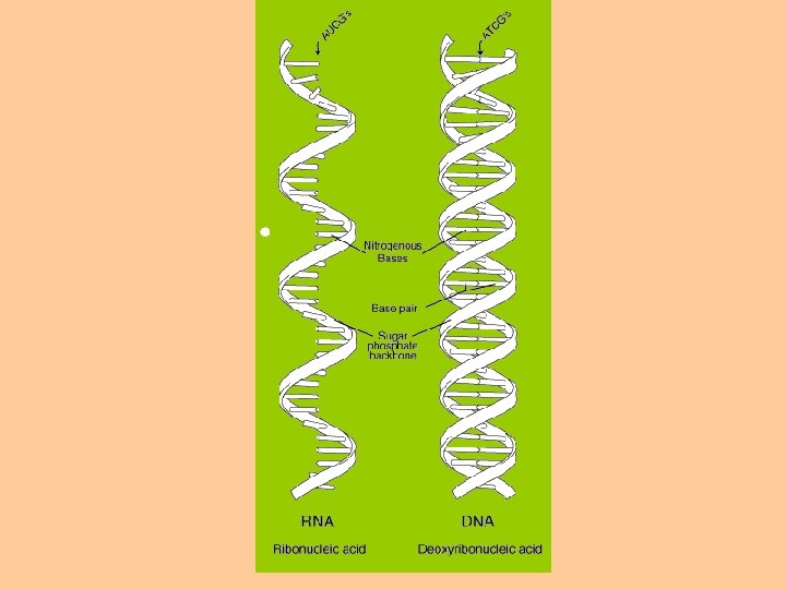 Structure concept of gene One gene one enzyme