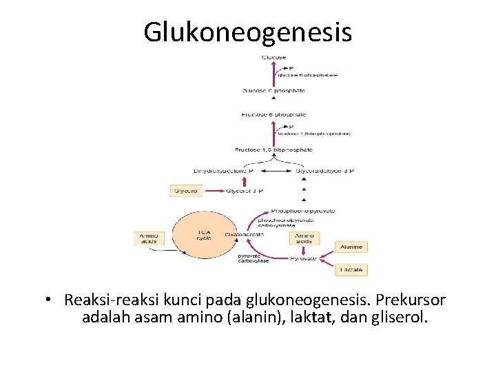 GLUKONEOGENESIS Dr Hendrik Kurniawan M Biomed FAKULTAS KEDOKTERAN