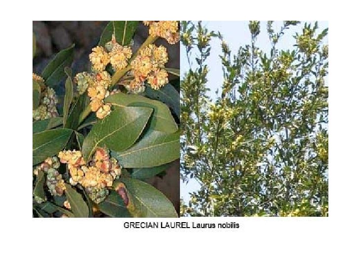 Ovids Metamorphoses Apollo and Daphne APOLLON DAPHNE Museum