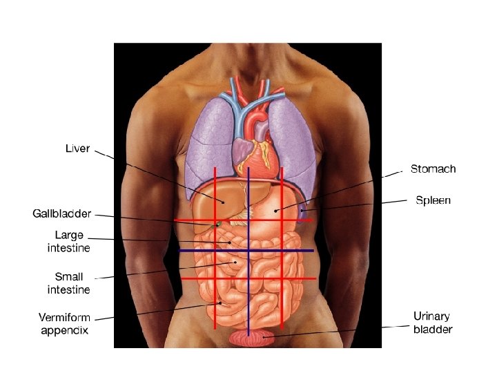 Armpit Anatomy Term Armpit Anatomy Term