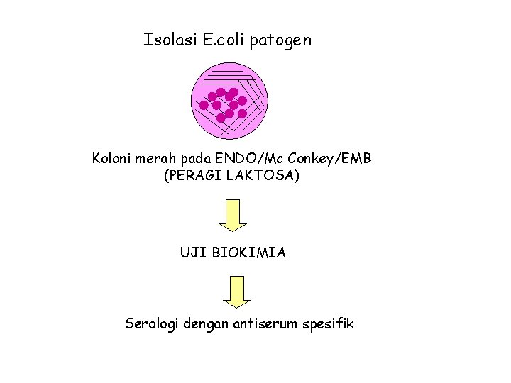 Departemen Mikrobiologi FKUKRIDA ENTEROBACTERIACEAE Peragi laktosa ...
