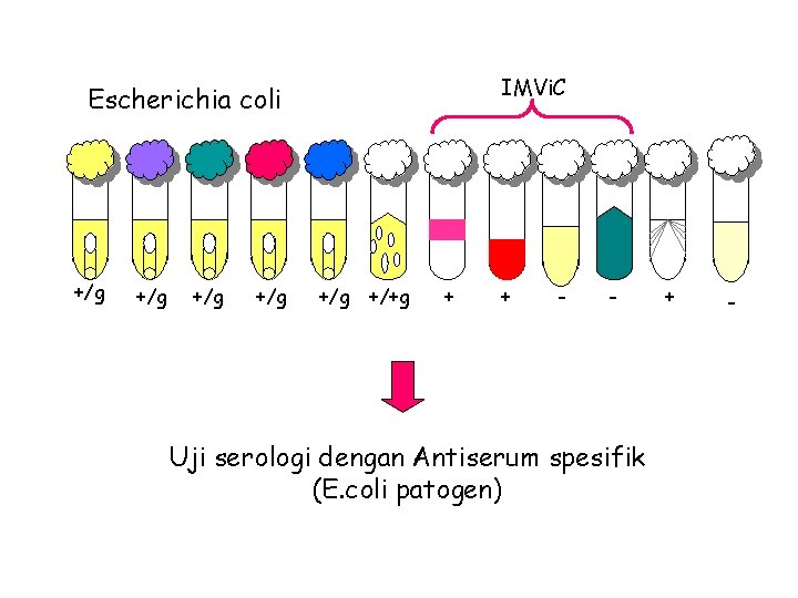Departemen Mikrobiologi FKUKRIDA ENTEROBACTERIACEAE Peragi laktosa ...