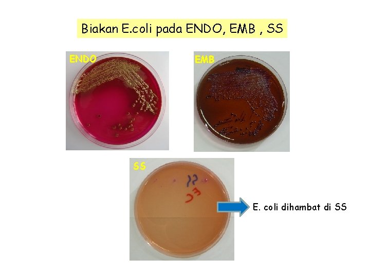 Departemen Mikrobiologi FKUKRIDA ENTEROBACTERIACEAE Peragi laktosa ...