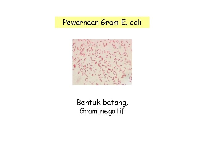 Departemen Mikrobiologi FKUKRIDA ENTEROBACTERIACEAE Peragi laktosa ...