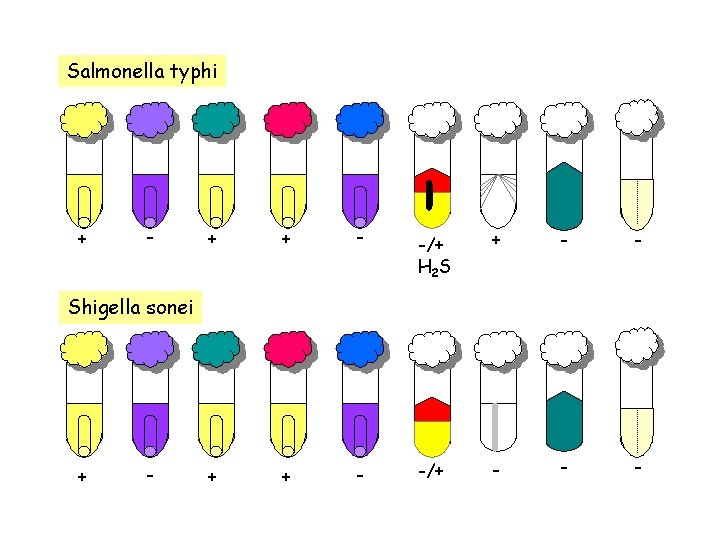 Departemen Mikrobiologi FKUKRIDA ENTEROBACTERIACEAE Peragi laktosa ...