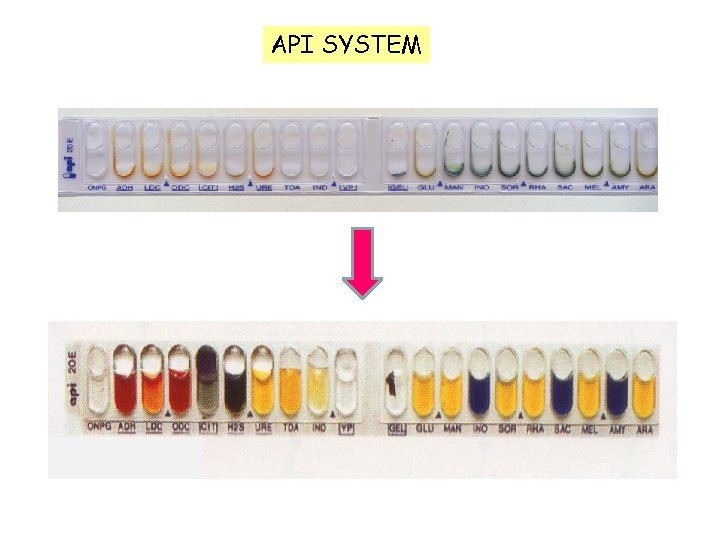 Departemen Mikrobiologi FKUKRIDA ENTEROBACTERIACEAE Peragi laktosa ...