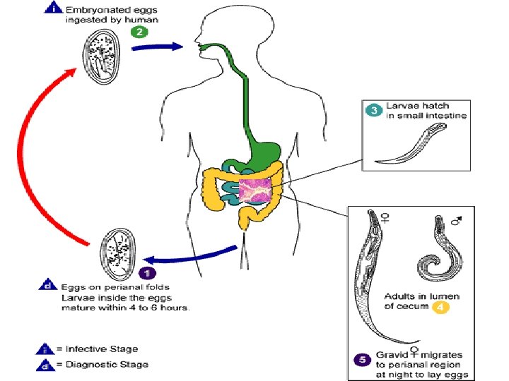 Lab 1 Introduction Enterobius vermicularis Credit hours 45