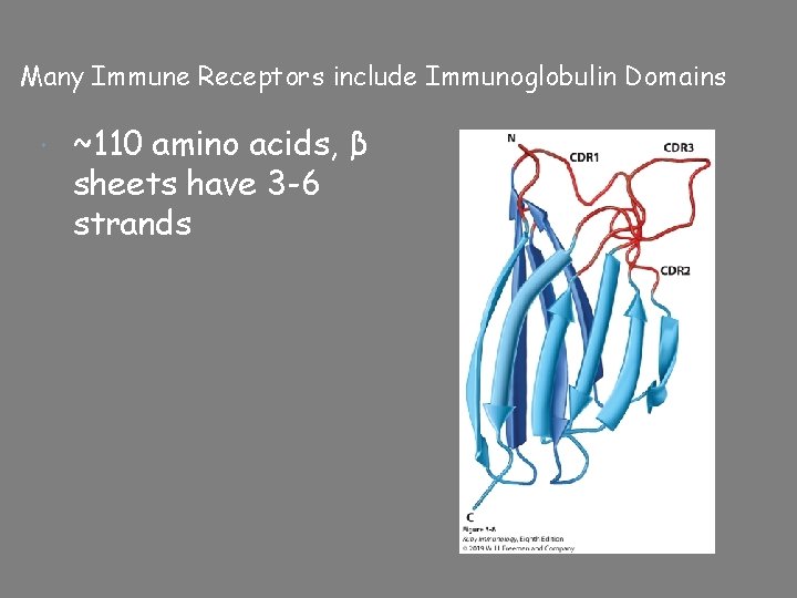 Chapter 3 Recognition and Response Dr Capers IMMUNOLOGY