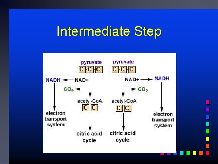 Cellular Metabolism Energy as it relates to Biology