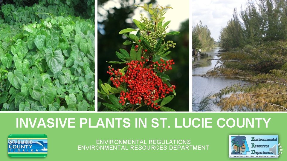 INVASIVE PLANTS IN ST LUCIE COUNTY ENVIRONMENTAL REGULATIONS
