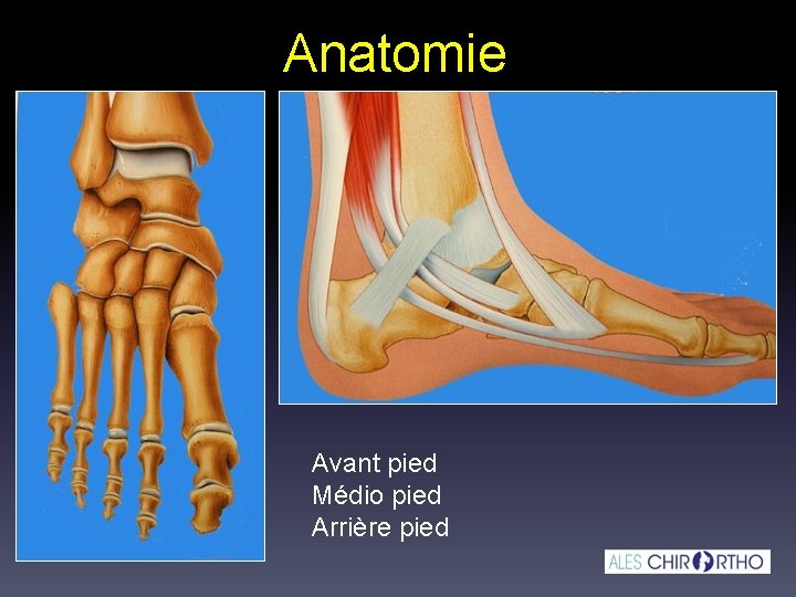 Le pied tour dhorizon rapide Examen pied plat