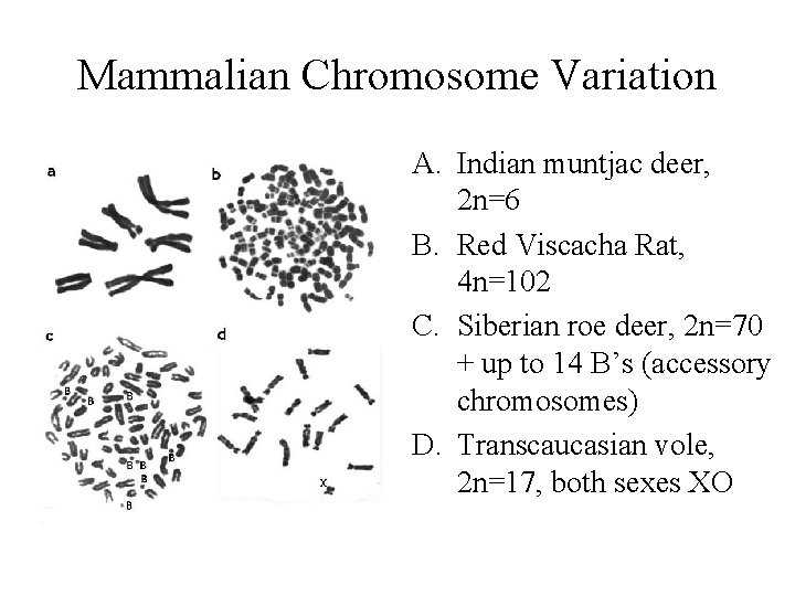 Chromosomes and Inheritance Thomas Hunt Morgan The common