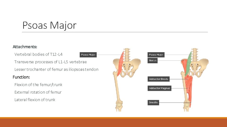 Lower Body Musculature Primer CONOR HARRIS CSCS XPS