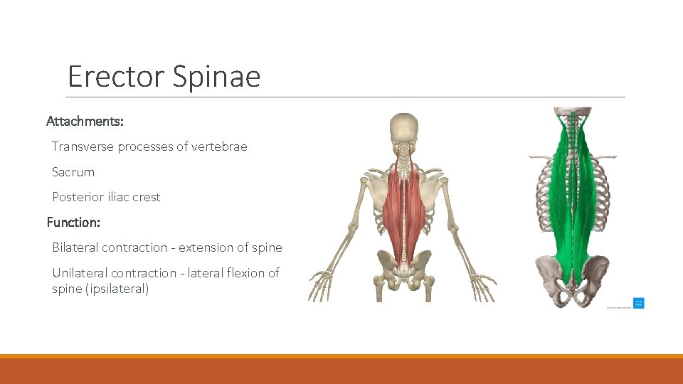 Lower Body Musculature Primer CONOR HARRIS CSCS XPS