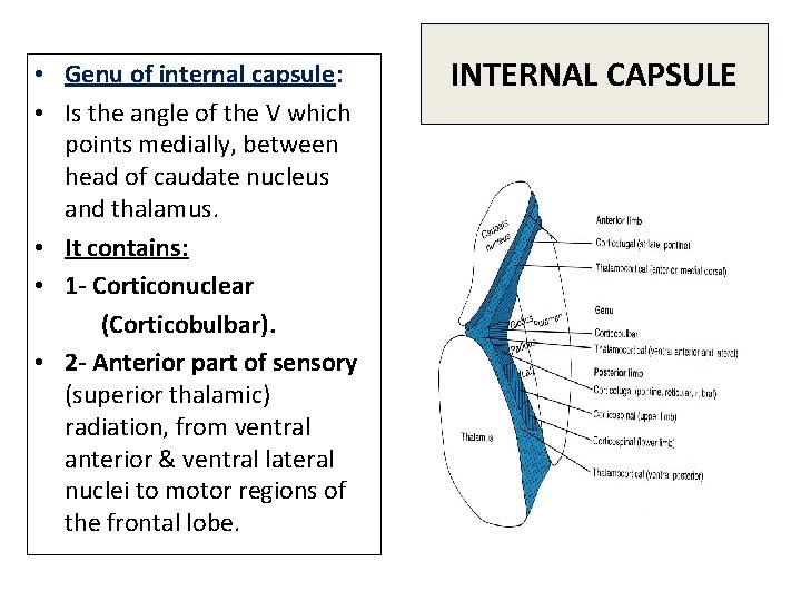 WHIT MATTER OF THE CERBRUM BY PROF SAEED