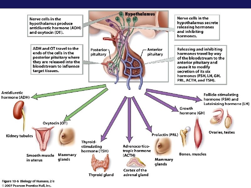 Adrenal Cortex Gland Adrenal Cortex Secretion of Cortisol