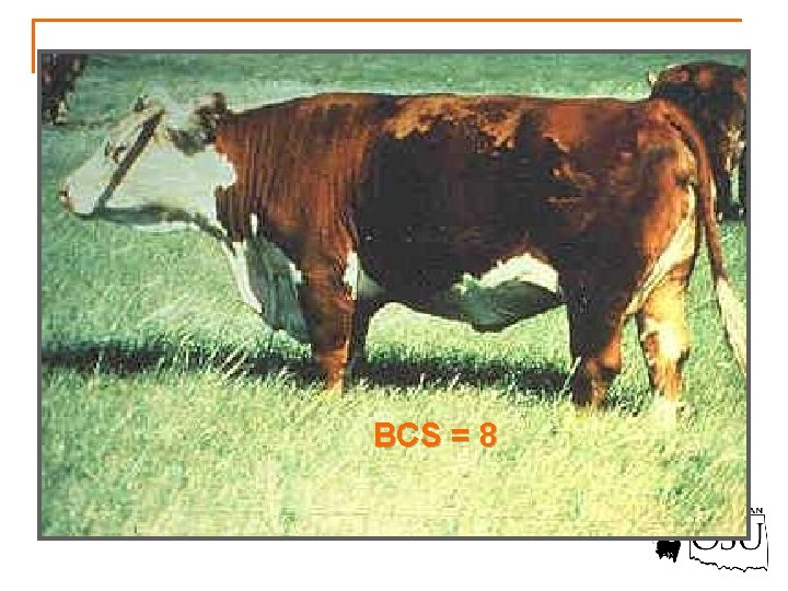 Body Condition Scoring of Beef Cows Damona Doye