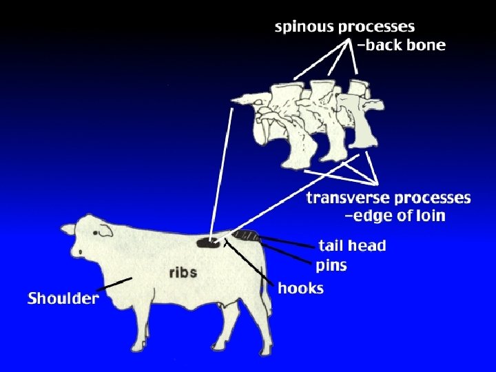 Body Condition Scoring of Beef Cows Damona Doye