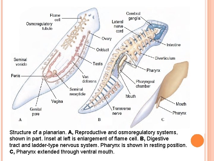 PLATYHELMINTHES Instructor Almonther I Alhamedi The Islamic University