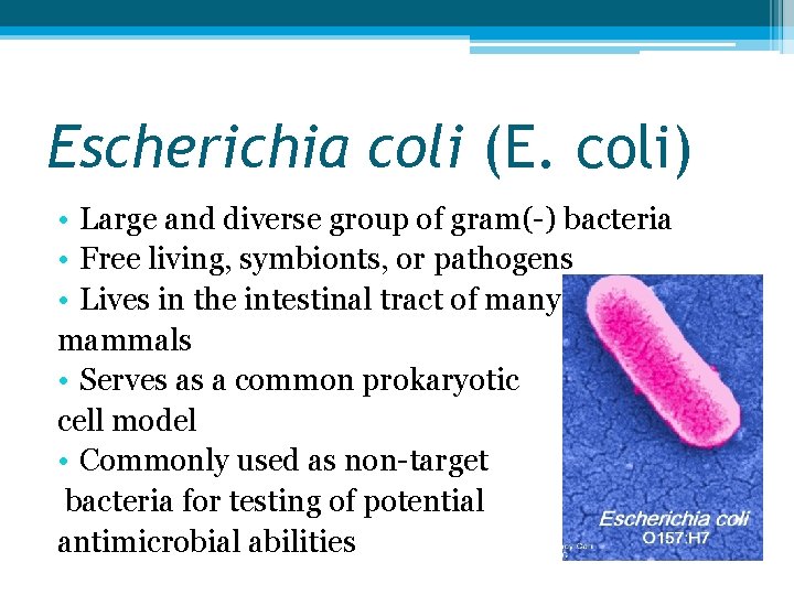 Antimicrobial Abilities of Top Selling Mouthwashes Brian Freyvogel