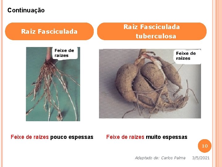 DIVERSIDADE DAS PLANTAS PARTE I As Razes Os