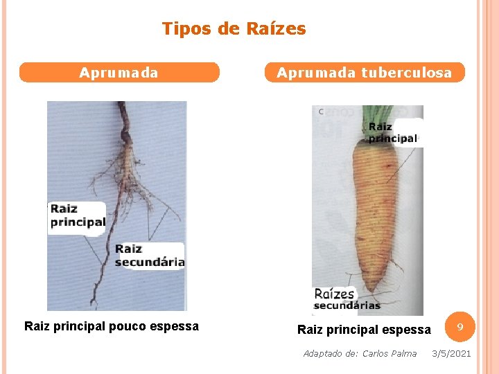 DIVERSIDADE DAS PLANTAS PARTE I As Razes Os