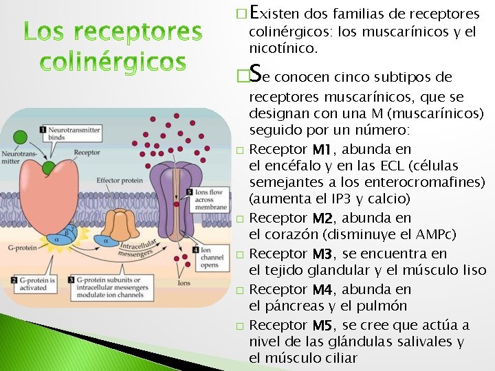 NEUROTRANSMISORES SE HAN ESTABLESIDO VARIOS CRITERIOS PARA DEFINIR