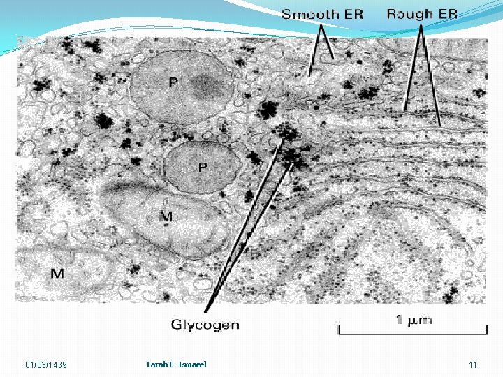 Medical biology cytology lec 3 Cytoplasm and organelles